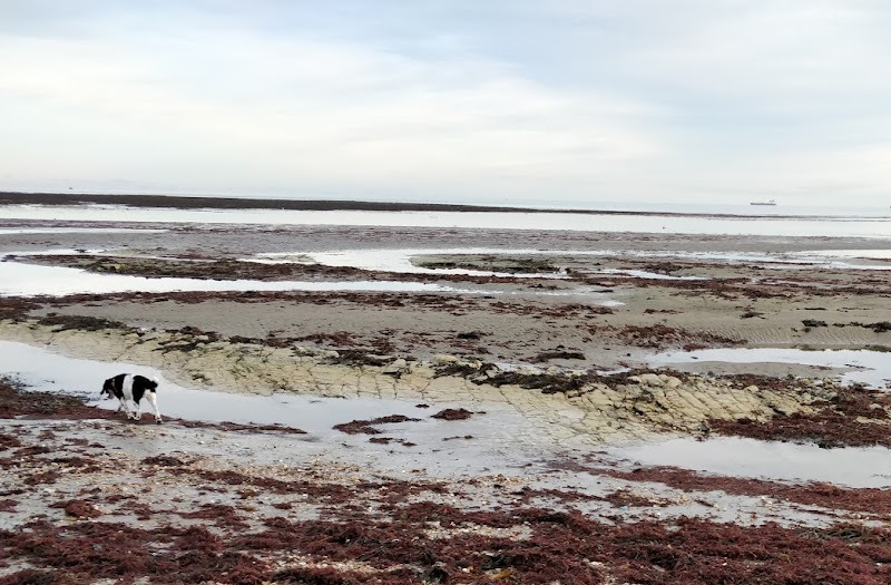 Top Isle of Wight Beaches for Rock Pooling Adventures
